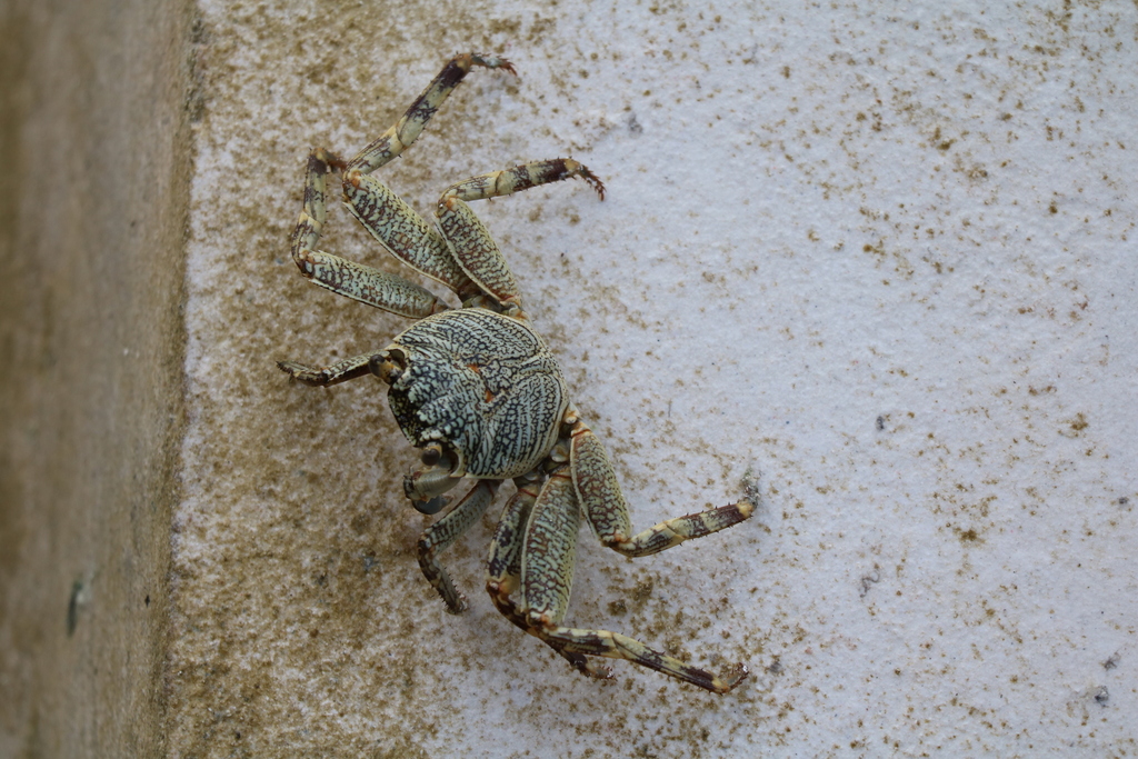 Thin-shelled Rock Crab from Kaafu Atoll, Maldives on April 18, 2019 at ...