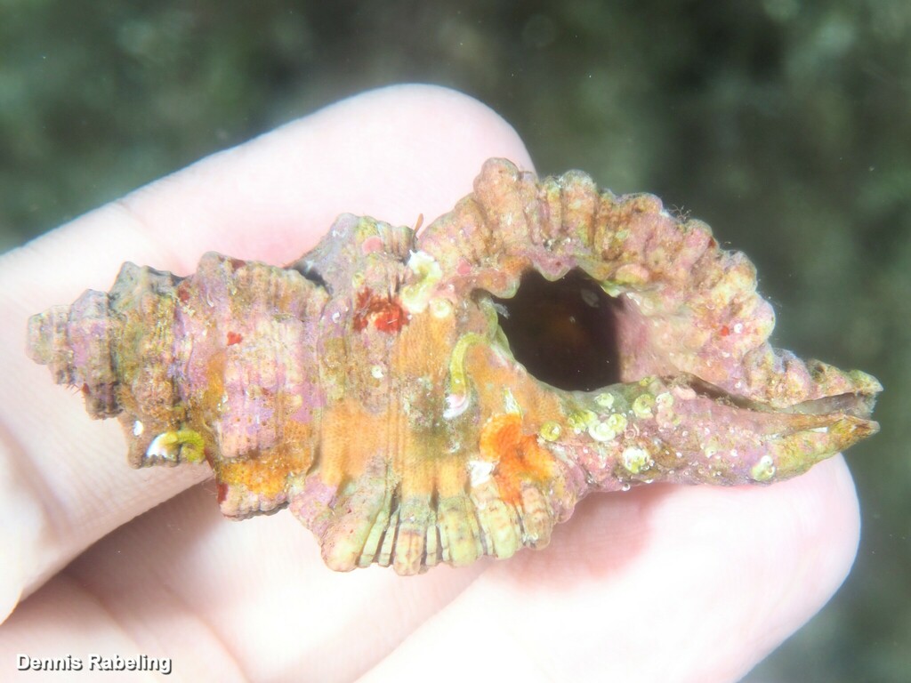 Gold-Mouthed Triton Snail from Las Palmas, ES-CN, ES on April 21, 2024 ...