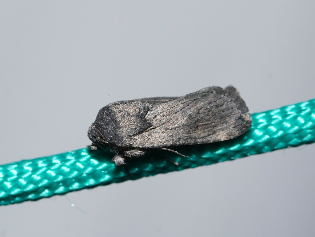 Proteuxoa from Barmah VIC 3639, Australia on April 17, 2024 at 09:14 PM ...