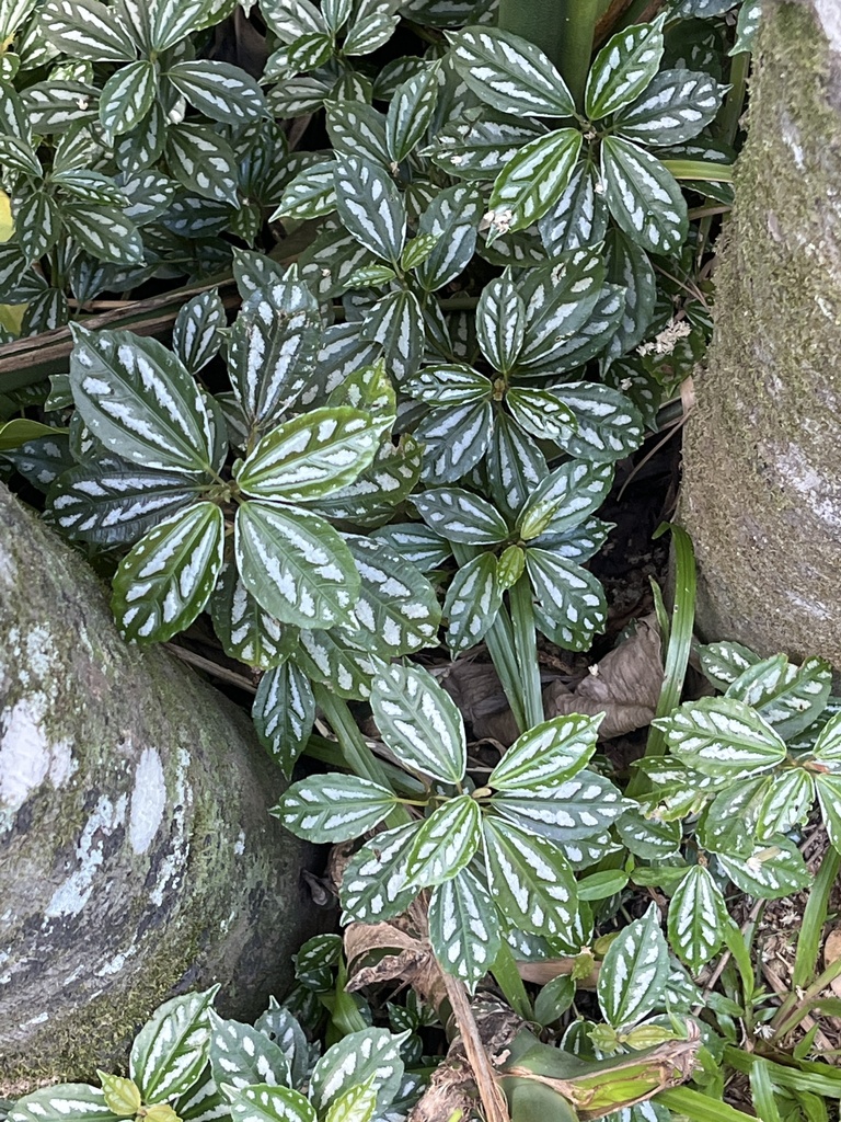 Aluminium Plant from Universidade de Blumenau - Campus 1 - Central ...