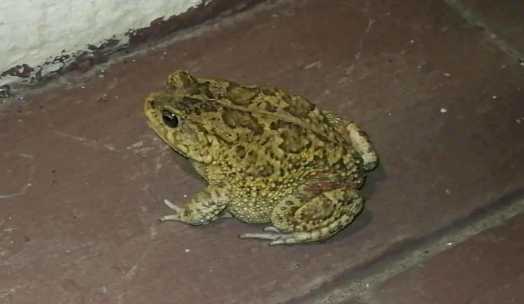 Guttural Toad from Weltevreden 118-Ir, Brakpan, South Africa on January ...