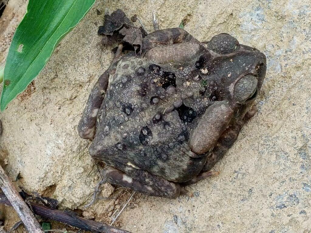Beaked Toads from Itaperuna - RJ, 28300-000, Brasil on April 24, 2024 ...
