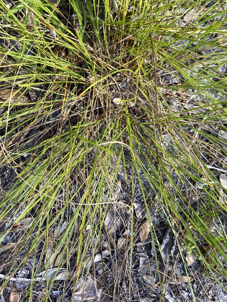 Southern Wiregrass from Manisha Pl, Tarpon Springs, FL, US on April 23 ...