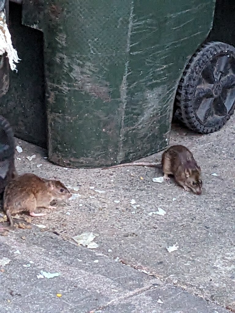 Brown Rat from Jfk Blvd At Van Winkle Ave, Jersey City, NJ 07306, USA ...