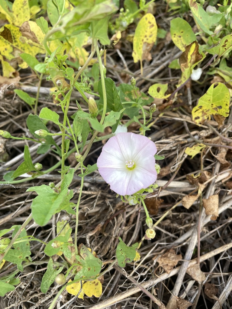 field bindweed from Trinity River Audubon Center, Dallas, TX, US on ...