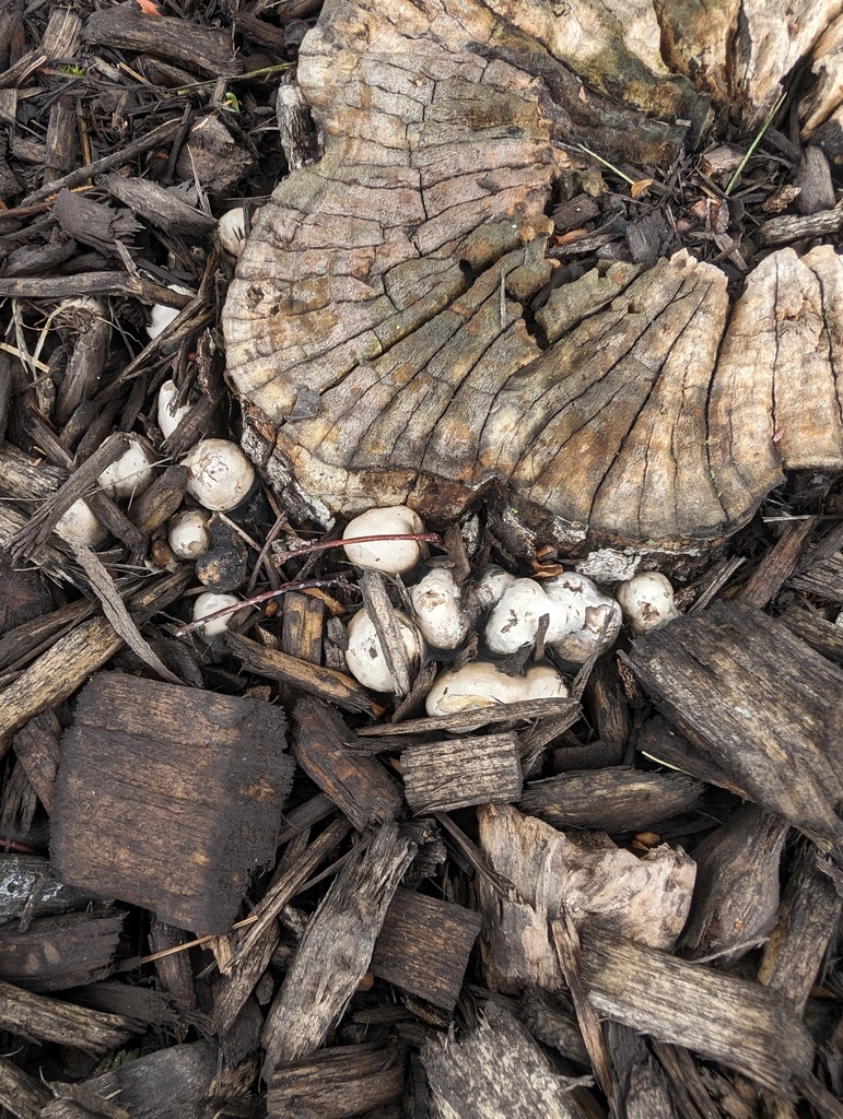dead man's fingers from Carmel, IN 46032, USA on April 24, 2024 at 09: ...