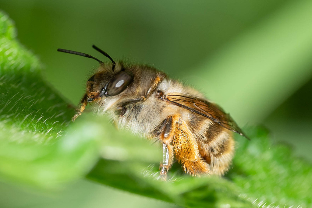 Asian Shaggy Digger Bee from 中国南京市玄武区紫金山 邮政编码: 210042 on April 11, 2024 ...