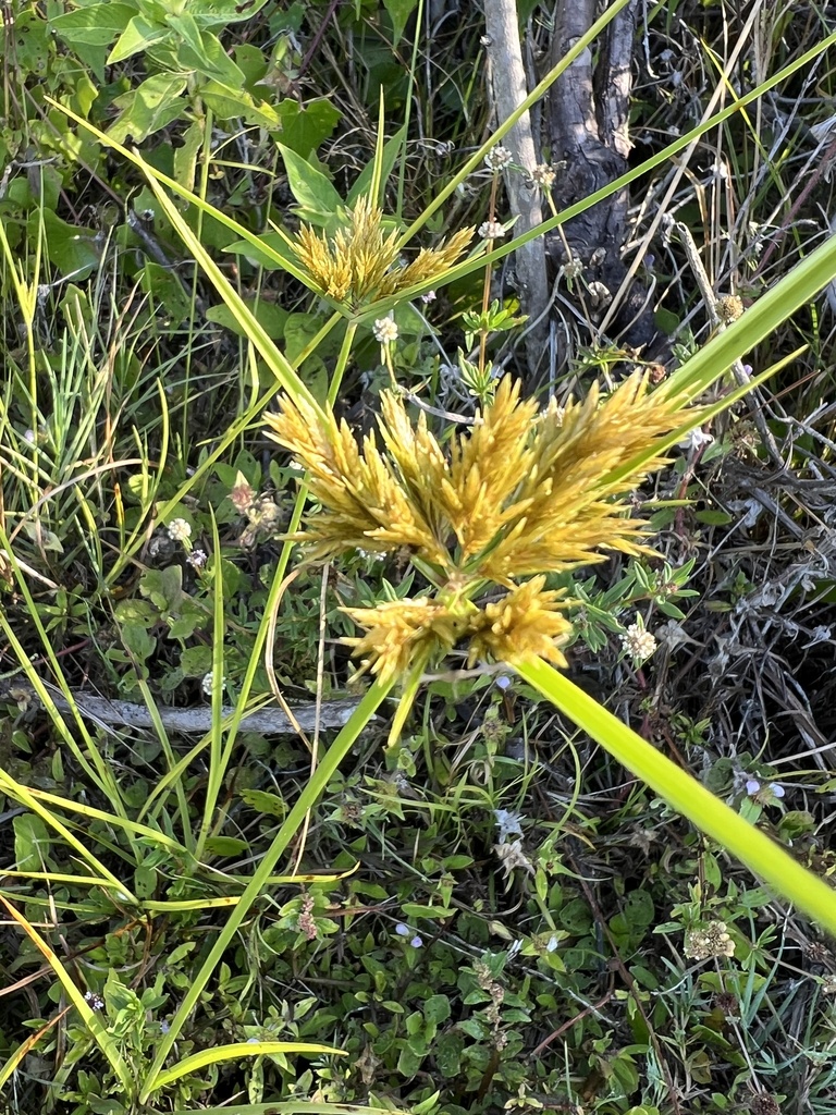 Bunchy flat-sedge from Florida Gulf Coast University, Fort Myers, FL ...
