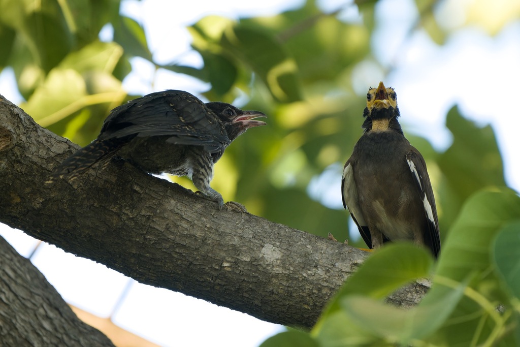 Common Indian Myna from Talat Kwan, Mueang Nonthaburi District ...
