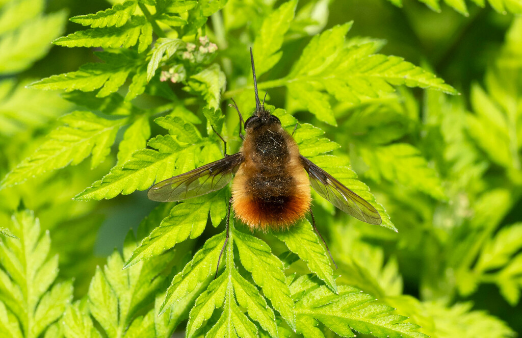 Bombylius candidus from 中国南京市玄武区紫金山 邮政编码: 210042 on April 11, 2024 at ...