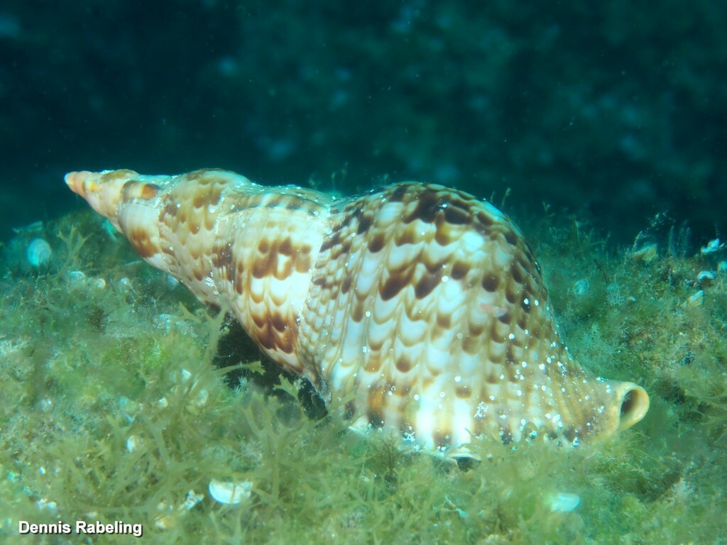 Atlantic Triton Snail from Las Palmas, ES-CN, ES on April 23, 2024 at ...