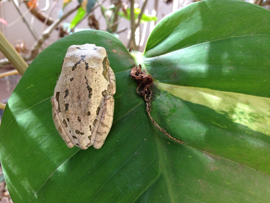 Natal Forest Tree Frog from Woodside, Pinetown, 3629, South Africa on ...