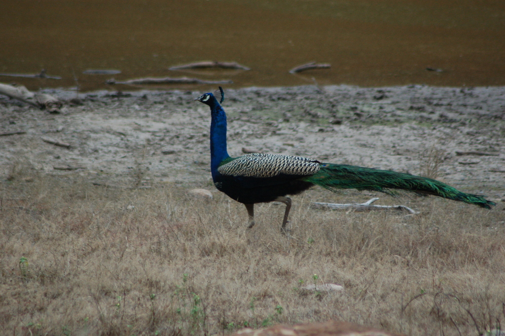 Indian Peafowl from Kaseru, Madhya Pradesh 484661, India on January 12 ...