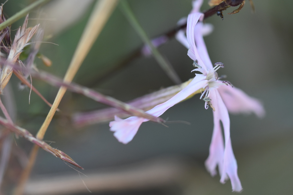 Silene fortunei in October 2022 by Charles · iNaturalist