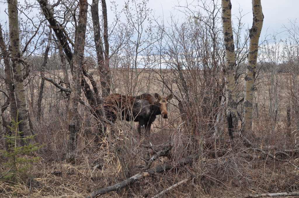 Moose in April 2024 by slrowe. Moderate loss of hair from ticks ...