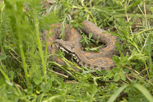 Armenian Viper (Montivipera raddei) - Snakes and Lizards