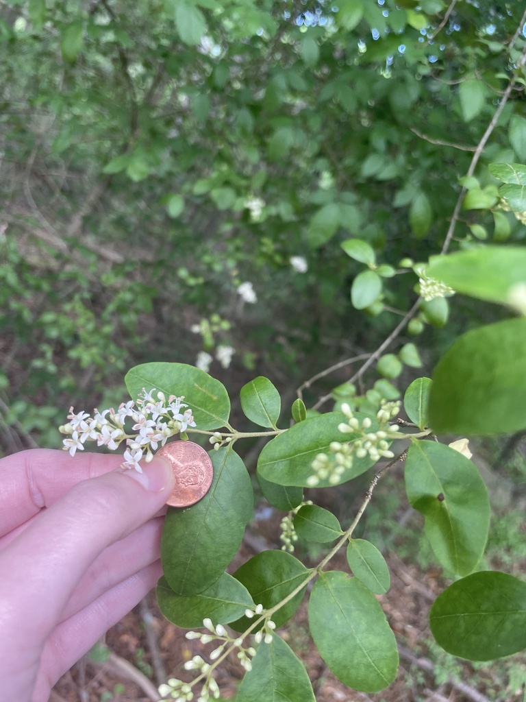 Chinese privet from Epps Bridge Pkwy, Athens, GA, US on April 4, 2024 ...