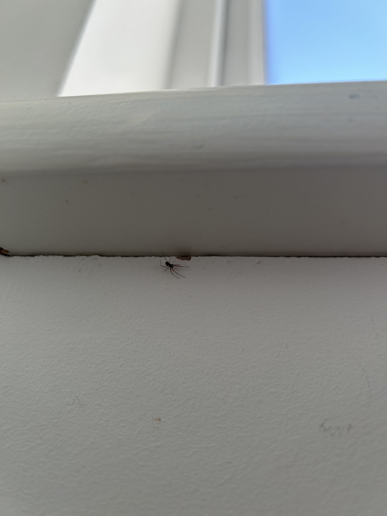 Sheetweb and Dwarf Weavers from Pembrokeshire, Wales, GB on October 23 ...