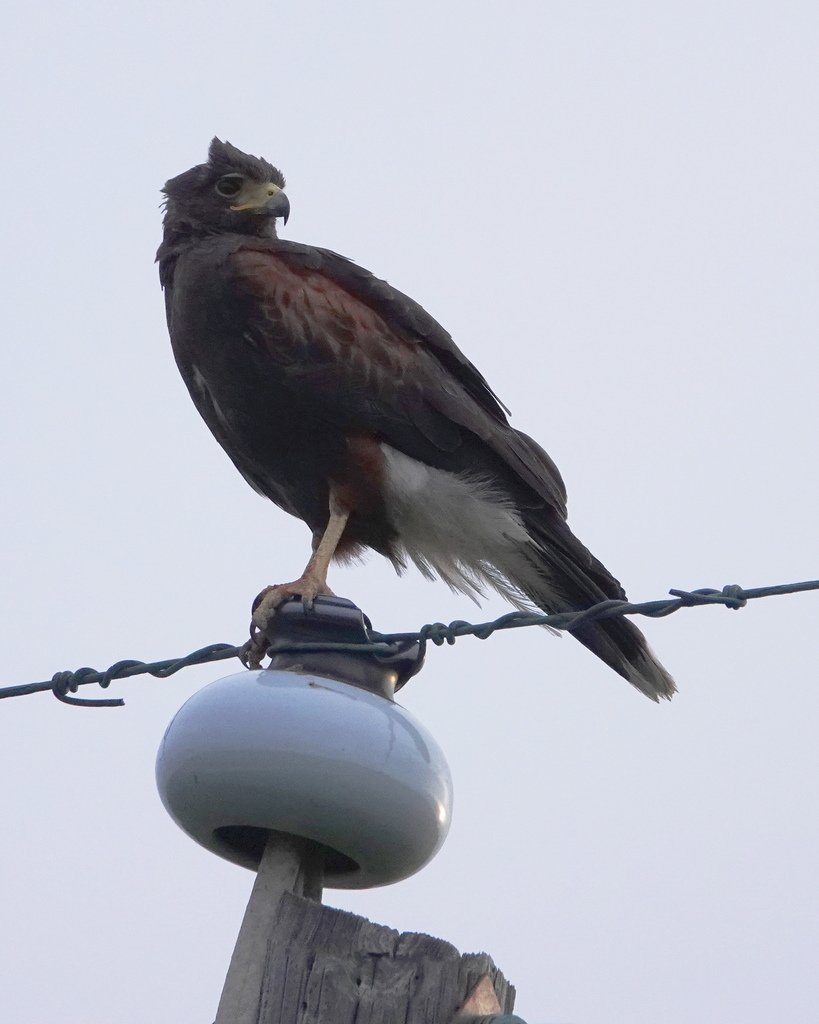 Harris's Hawk from Holly Beach Rd, Texas, USA on April 12, 2024 at 05: ...