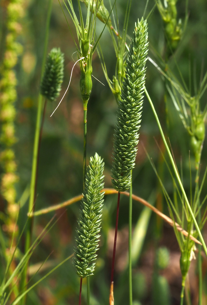 Italian Timothy (Phleum subulatum) - Botanical Realm