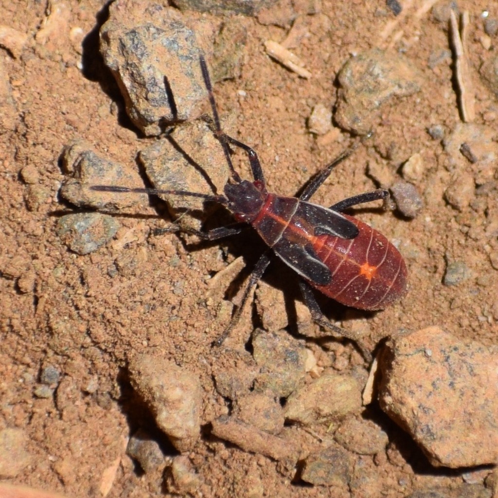 Western Boxelder Bug from Quicksilver, San Jose, CA, USA on July 7 ...