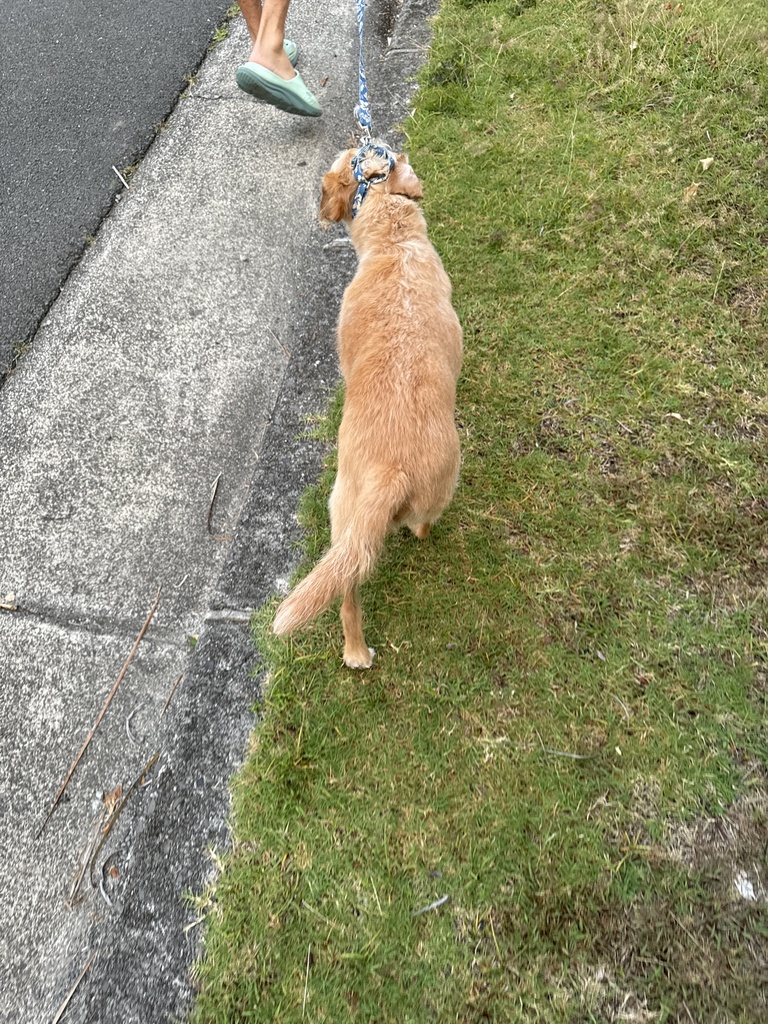 Domestic Dog from Oʻahu, Kailua, HI, US on April 24, 2024 at 06:13 AM ...
