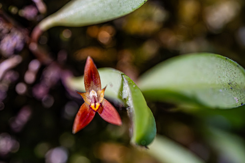 Anathallis rabei · NaturaLista Colombia