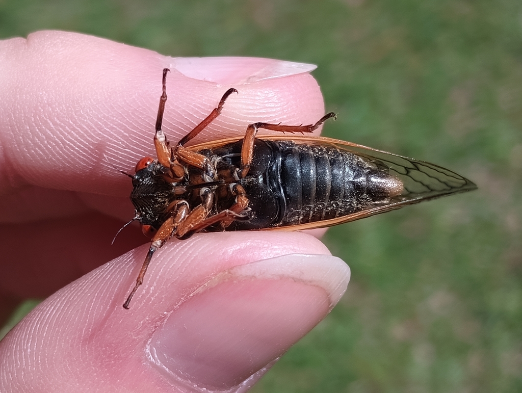 Cassin's 13-Year Cicada from Prosperity, SC 29127, USA on April 24 ...