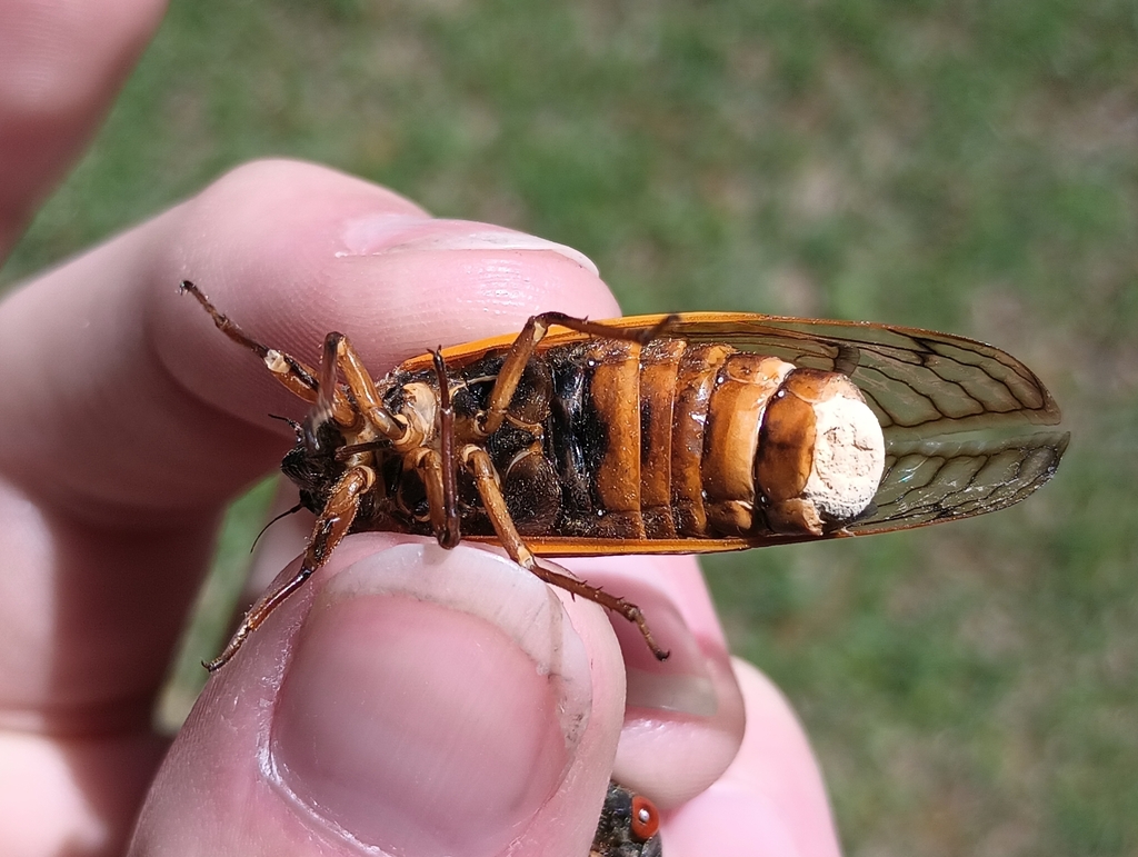 Massospora cicadina from Prosperity, SC 29127, USA on April 24, 2024 at ...