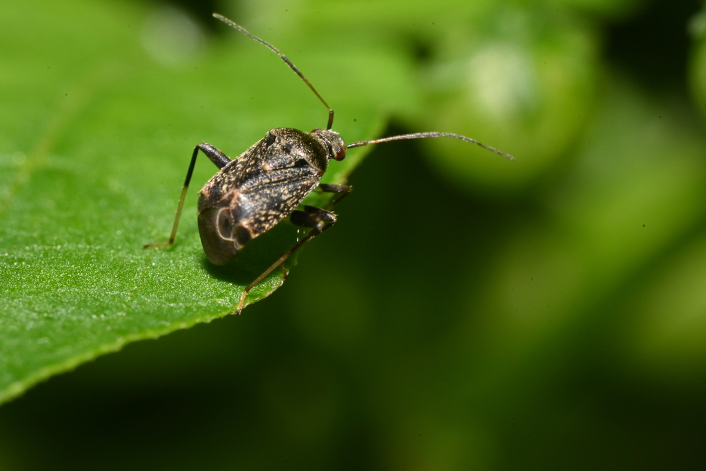 Charagochilus from 福建农林大学 on April 24, 2024 at 04:06 PM by tref. tea ...