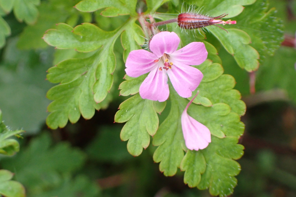 Herb Robert from Wecock Farm, Waterlooville PO8, UK on April 24, 2024 ...