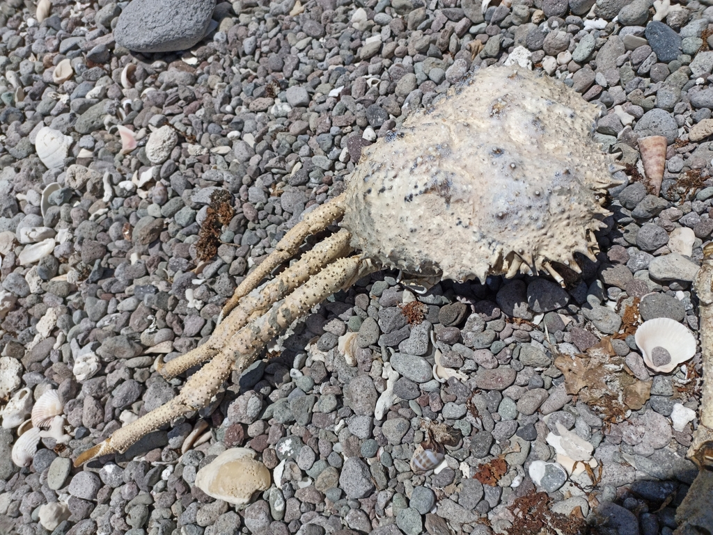 Decapods from Loreto, B.C.S., México on April 23, 2024 at 12:42 PM by ...