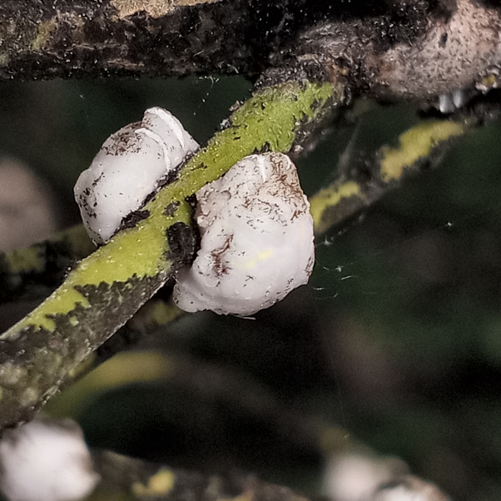 Wax Scales from Long Wharf, Cambridge, MD 21613, USA on April 24, 2024 ...