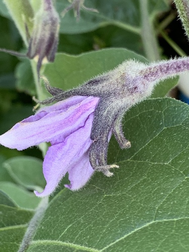 Observations by drjackson · iNaturalist