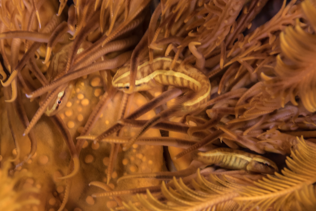Crinoid Clingfish from Ra, Fiji on May 1, 2016 at 04:59 PM by Mark ...