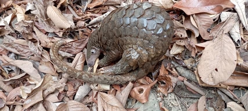 Sunda Pangolin in April 2024 by Htet Arkar Aung · iNaturalist