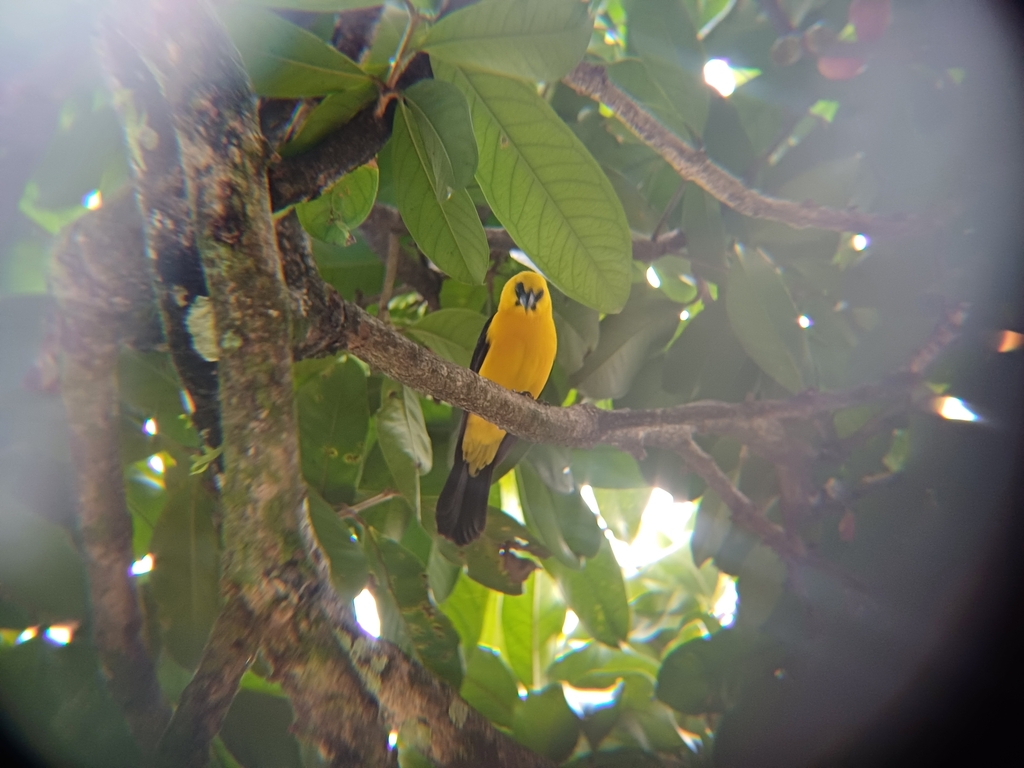 Turpial lagunero desde Villavicencio, Meta, Colombia el 24 de abril de ...