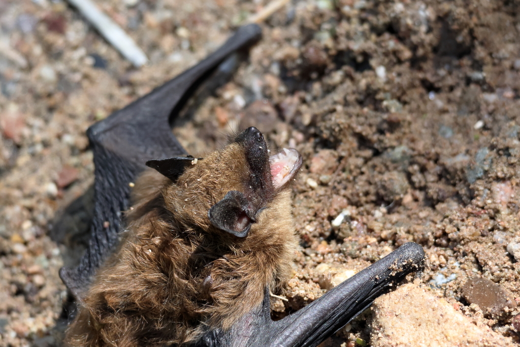 Big Brown Bat from Pima County, AZ, USA on April 13, 2024 at 11:10 AM ...