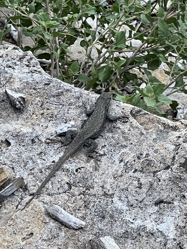 Prairie Lizard (Sceloporus consobrinus) - Snakes and Lizards