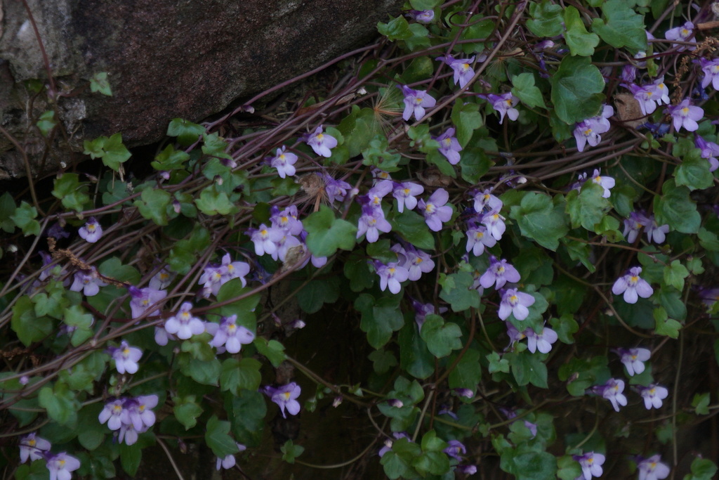 Ivy-leaved toadflax from Darnestown, MD, USA on April 27, 2019 at 05:53 ...