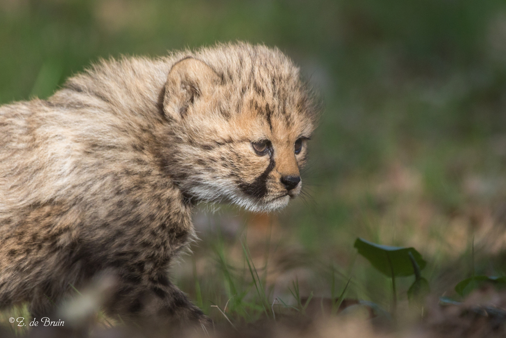 Felids (Felidae) - Know Your Mammals