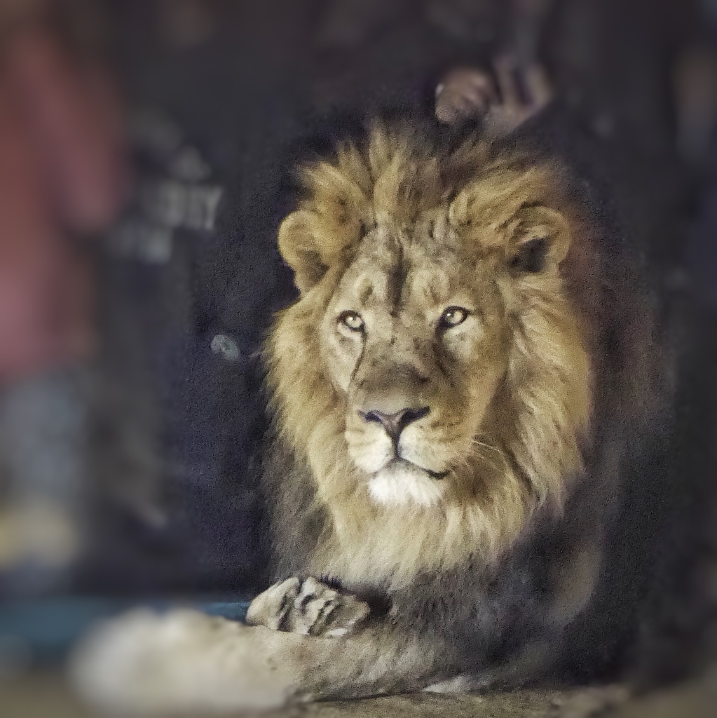 Felids (Felidae) - Know Your Mammals
