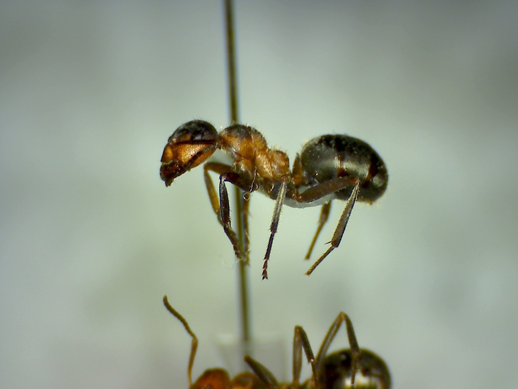 Black-backed meadow ant from 84CG+FHX, Актобе, Казахстан on August 23 ...