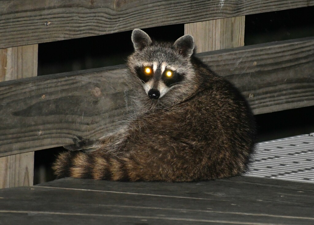 Common Raccoon from Port Aransas, TX, USA on April 22, 2024 at 03:07 AM ...