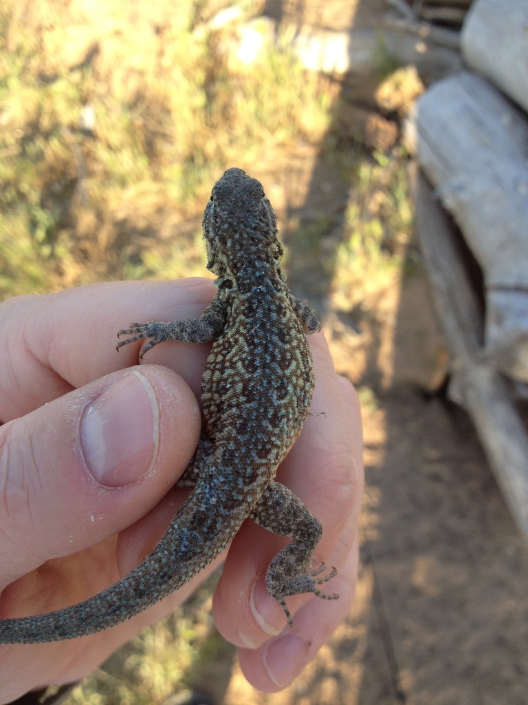 Western Side-blotched Lizard (Uta stansburiana elegans) - Snakes and ...