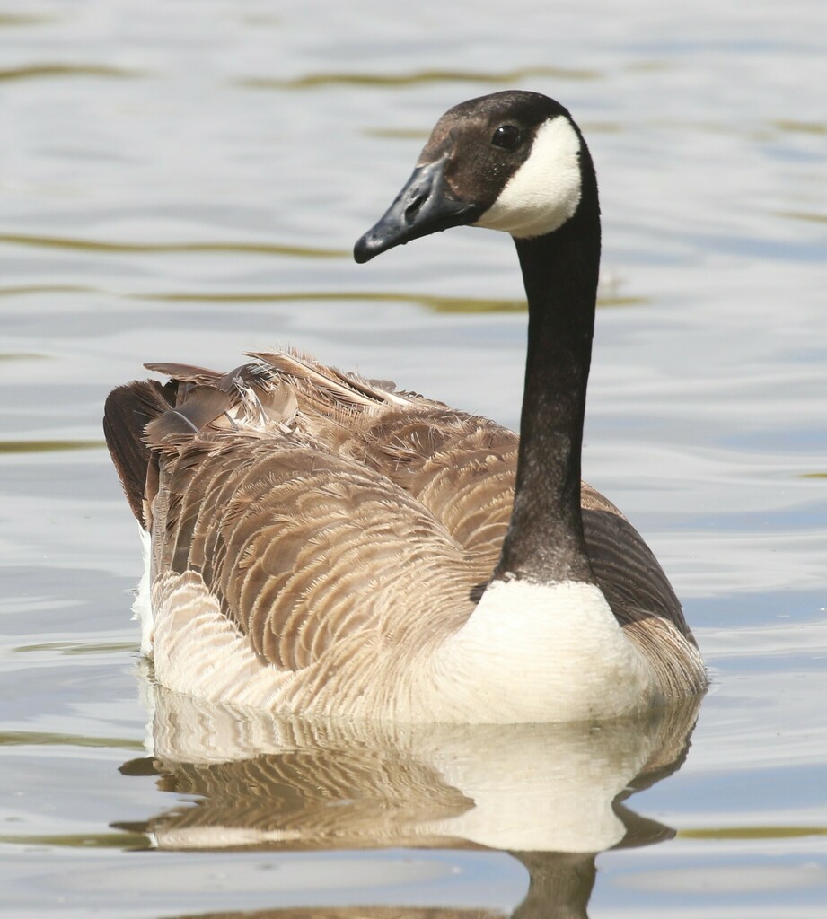 Canada Goose from Kit Carson, Escondido, CA 92025, USA on April 24 ...