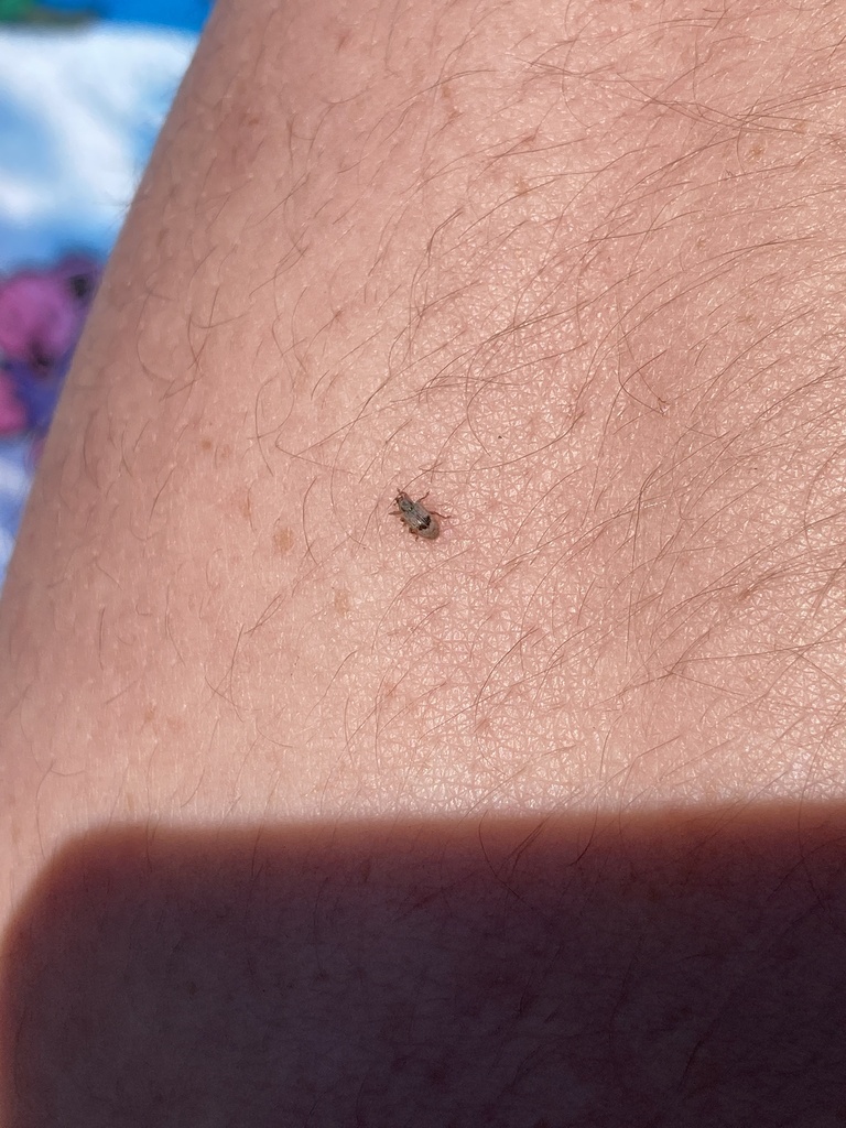 True Weevils from Rowan University, Glassboro, NJ, US on April 24, 2024 ...