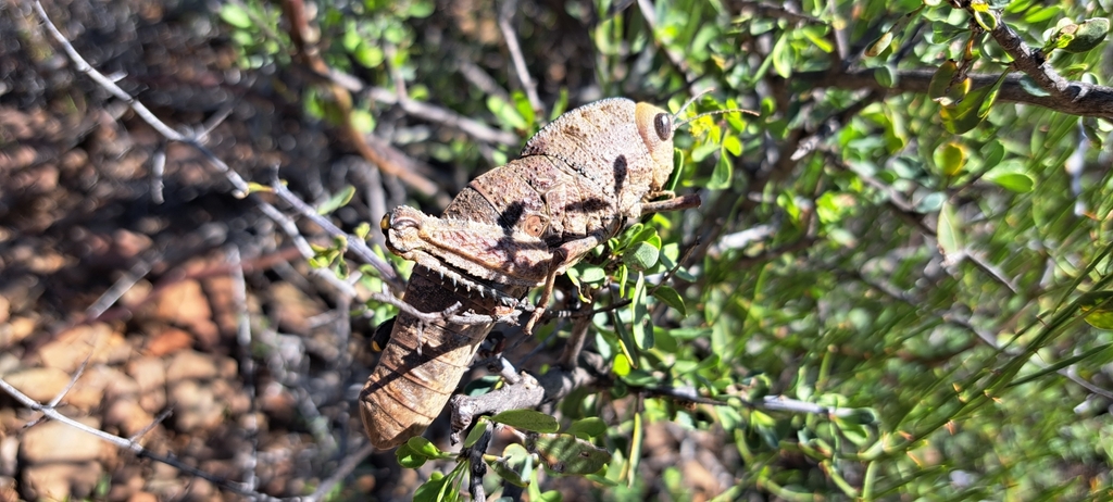 Shieldback Locusts from Breede River DC, South Africa on April 24, 2024 ...