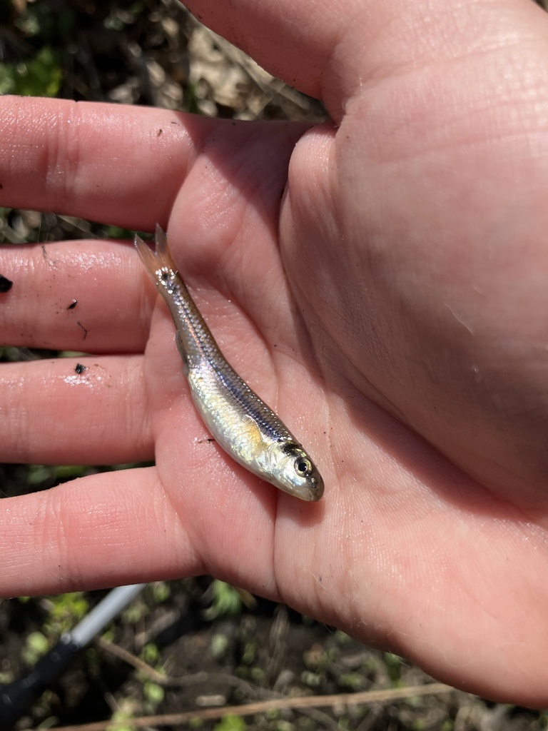 Bluntnose Minnow from Minnehaha Creek Park, Minneapolis, MN, US on ...