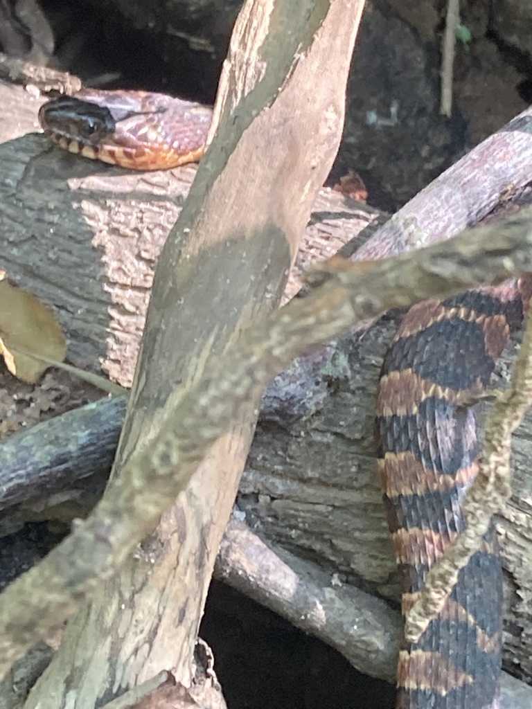 Banded Watersnake from Columbia Rd, Grovetown, GA, US on April 24, 2024 ...